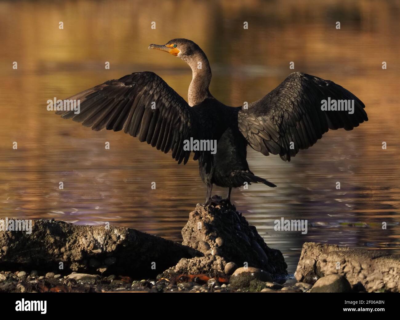 Order suliformes hi-res stock photography and images - Alamy