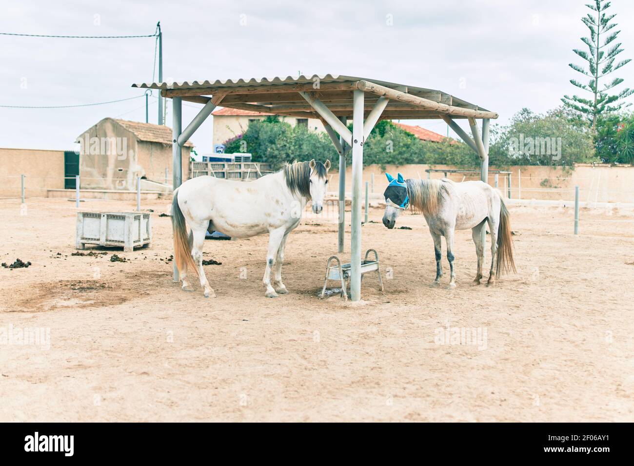 Adorable horses at the farm Stock Photo - Alamy