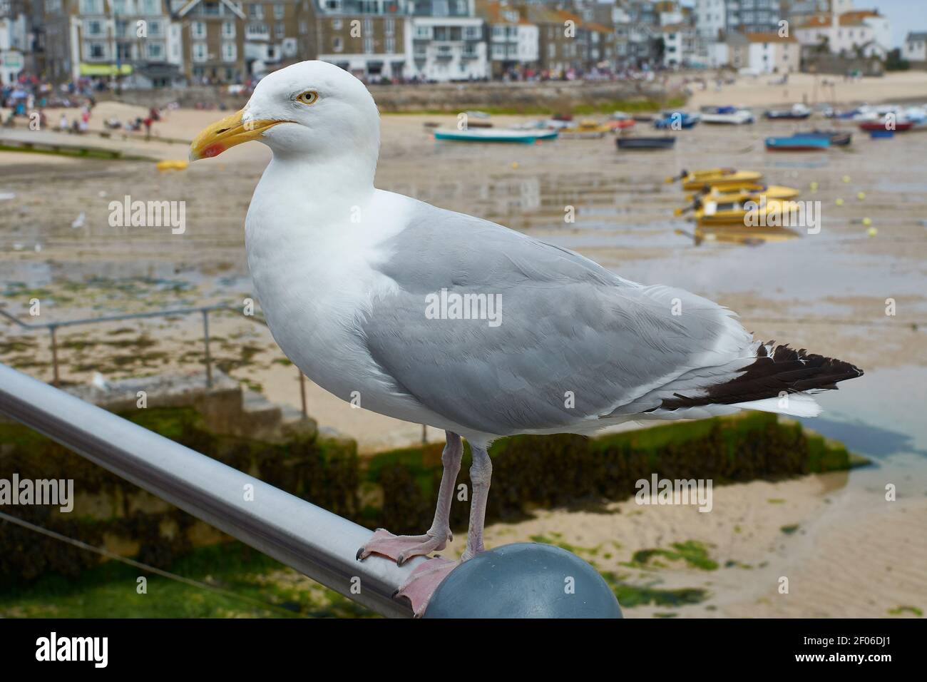 Landscape and a seagull on the British islands Stock Photo - Alamy
