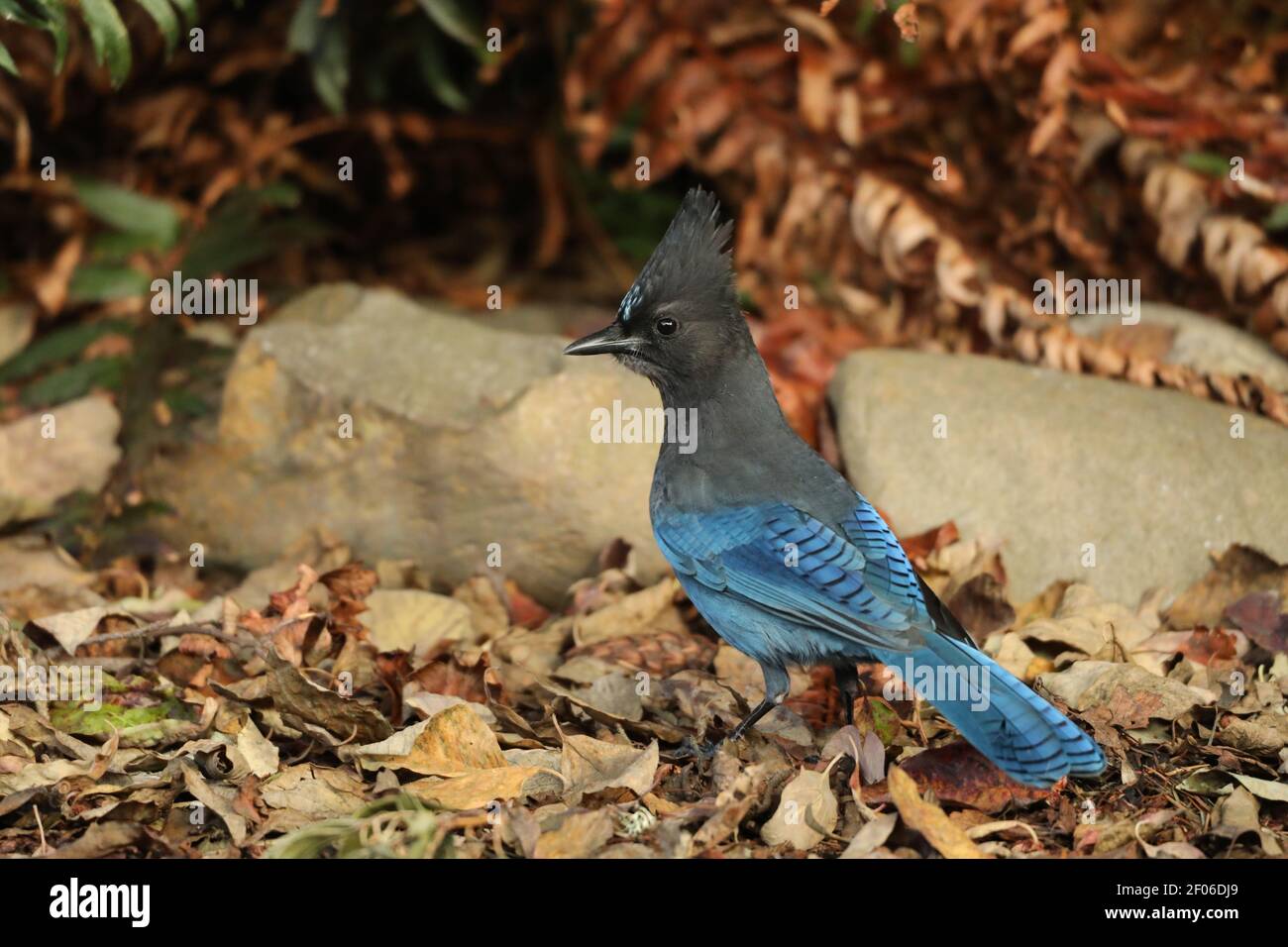 Stellers jay in the forest hi-res stock photography and images - Alamy