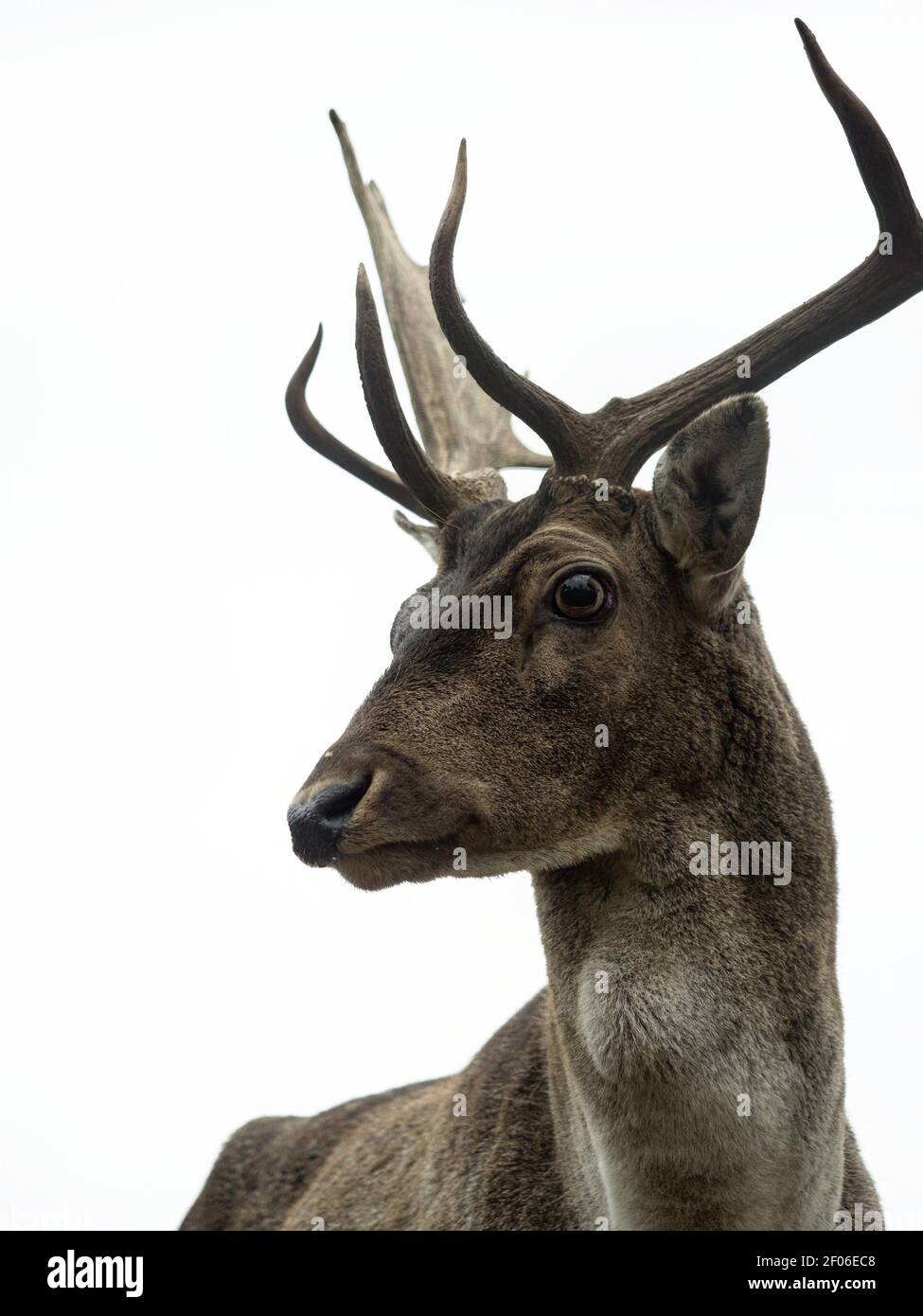 Closeup headshot side portrait of male european red deer Cervus elaphus ...