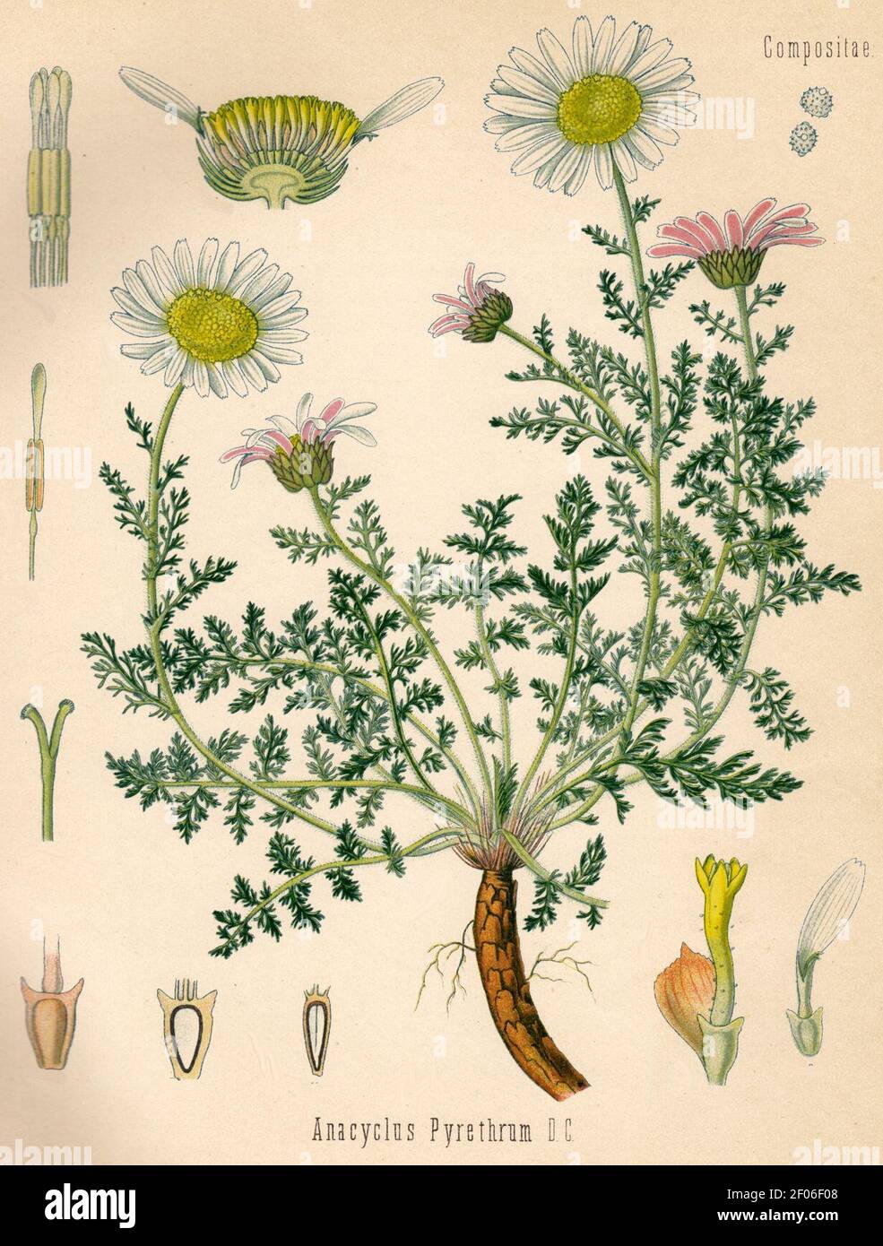 Piretrum hi-res stock photography and images - Alamy