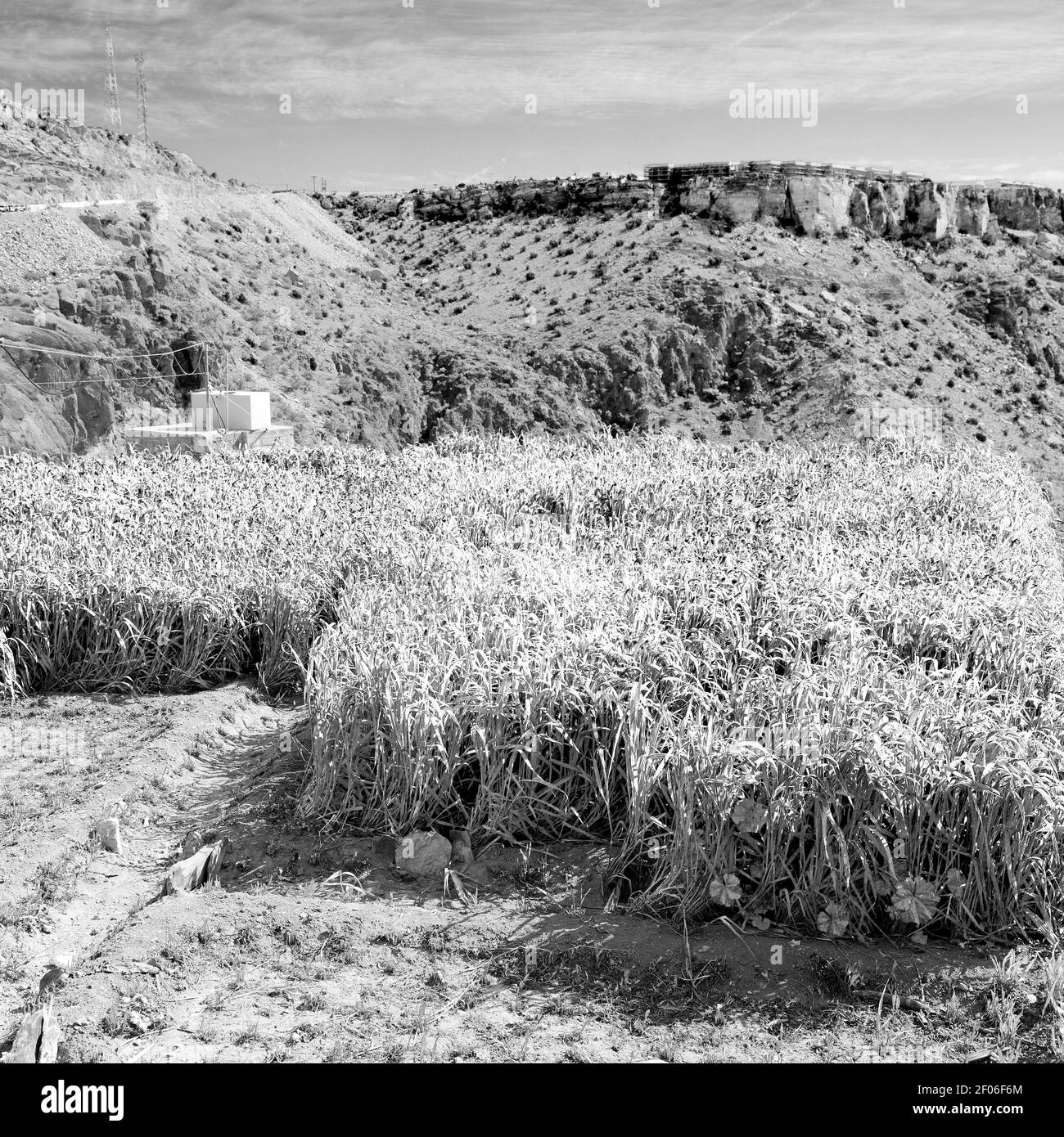 In oman the cultivation of rice plant nature and color hill Stock Photo ...
