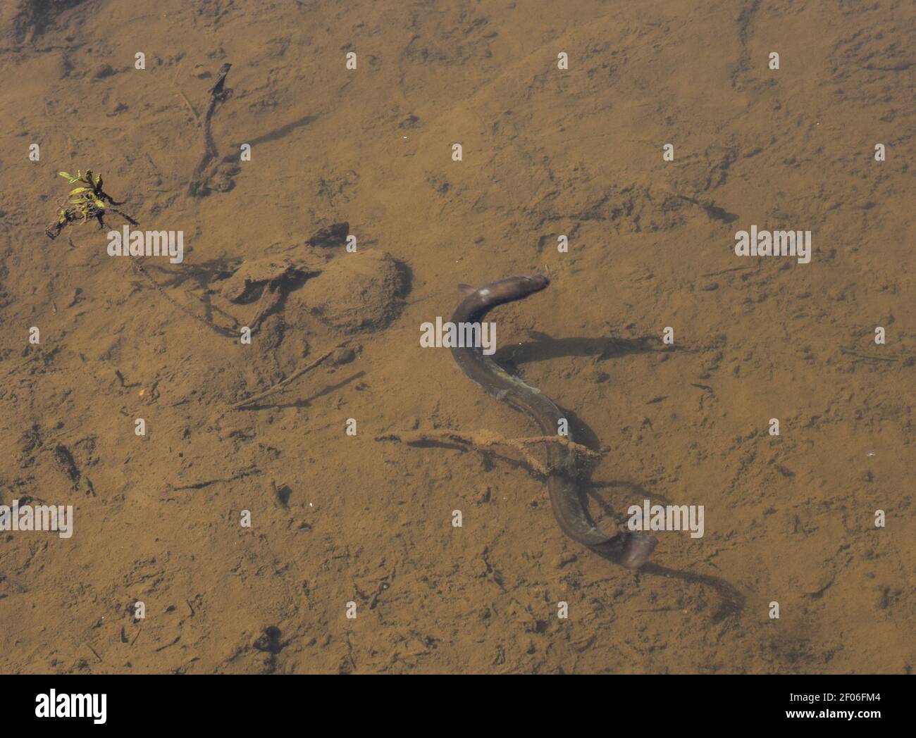 Clear shallow creek bed with an eel Stock Photo - Alamy