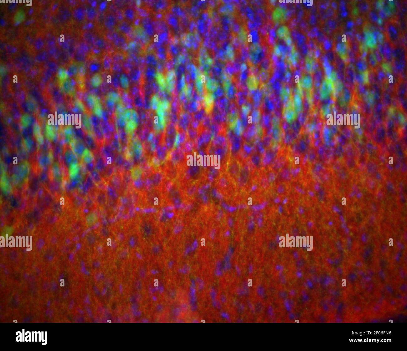 Piriform cortex of a mouse Stock Photo - Alamy