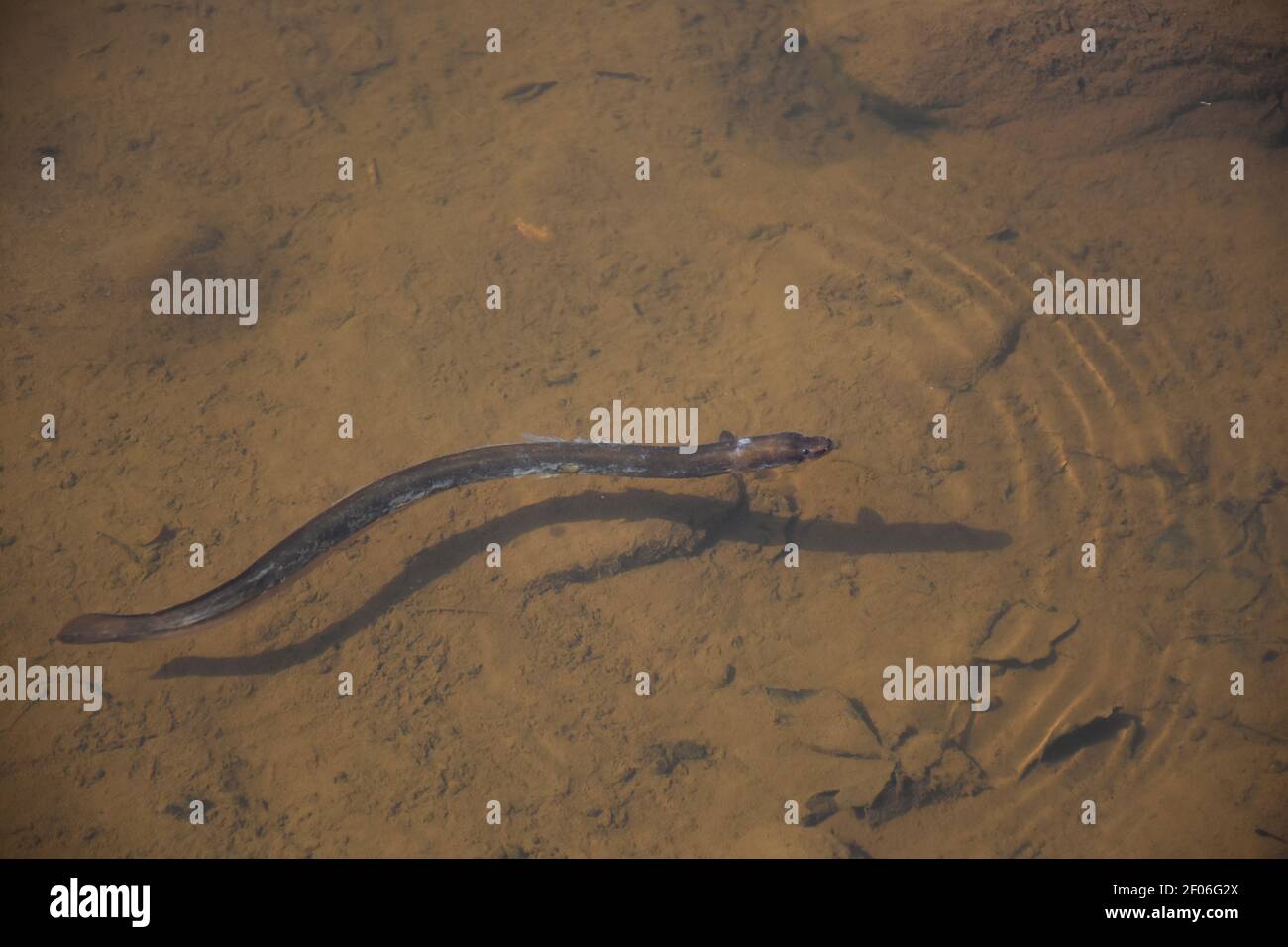 Freshwater eel in shallow clear water with a muddy bottom Stock Photo ...