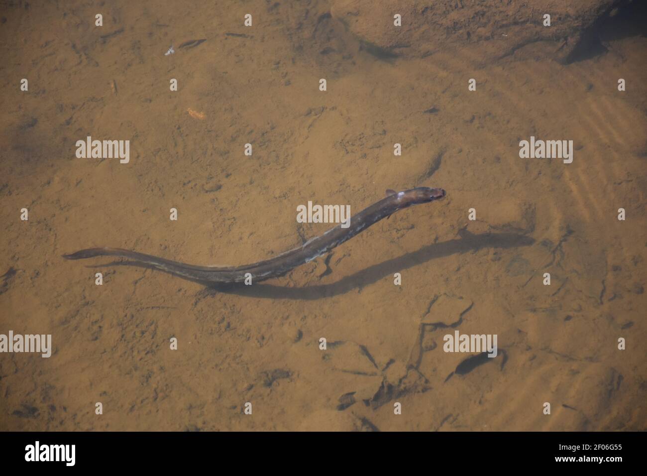 Freshwater eel swimming underwater with a muddy bottom Stock Photo - Alamy