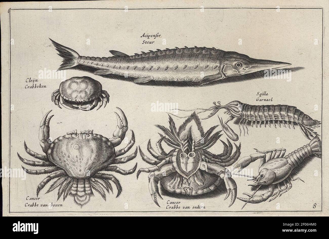 Piscium vivae icones hi-res stock photography and images - Alamy