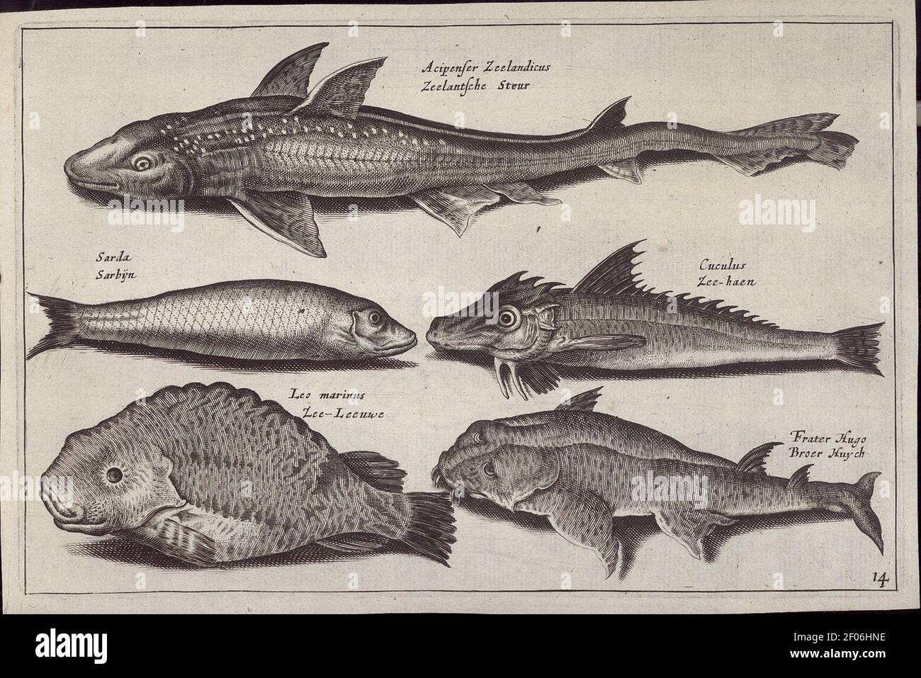 Piscium vivae icones hi-res stock photography and images - Alamy