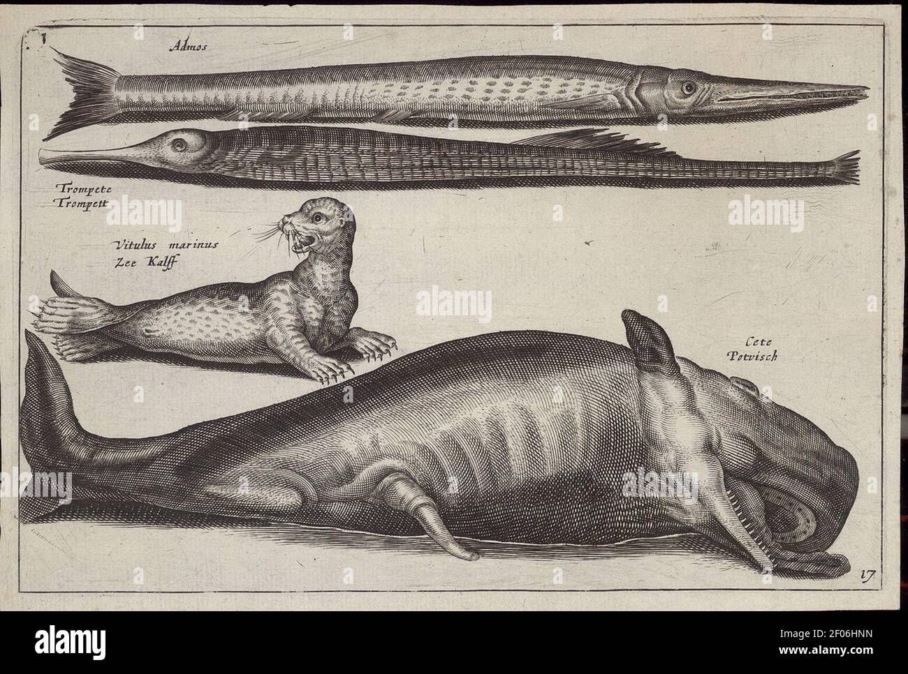 Piscium vivae icones hi-res stock photography and images - Alamy