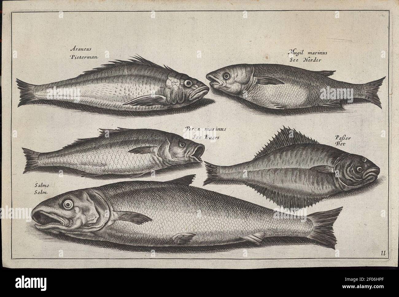 Piscium vivae icones hi-res stock photography and images - Alamy