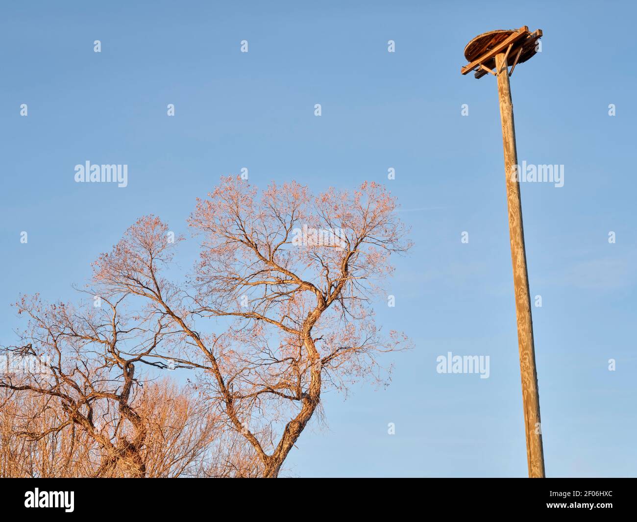osprey nesting platform in a natural area along the Poudre River in ...