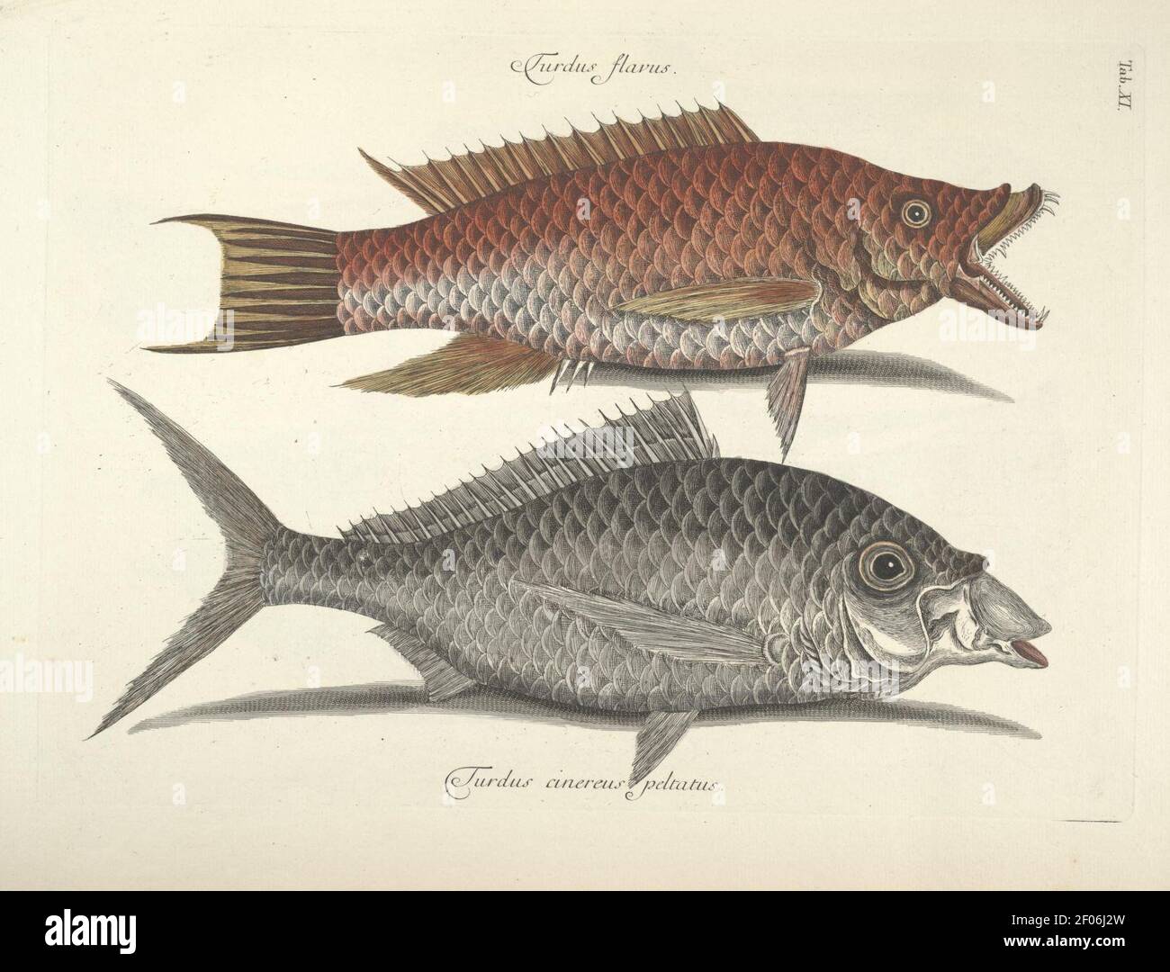 Piscium, serpentum, insectorum, aliorumque nonnullorum animalum nec non ...
