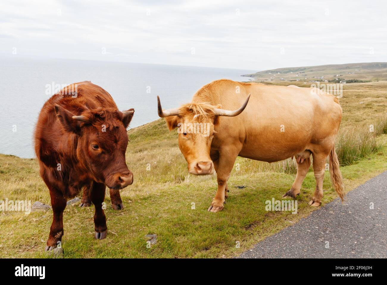 Highlands cows hi-res stock photography and images - Alamy
