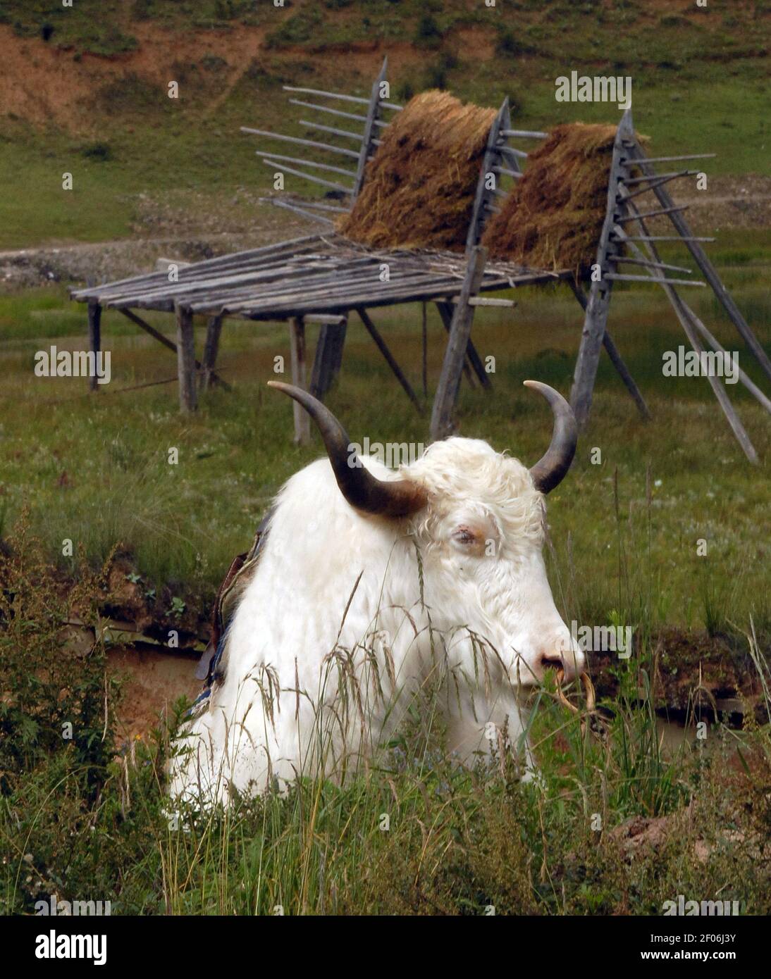 A YAK AT THE SONGZHANLIN MONASTERY, ZHONGDIAN, SHANGRI LA, YUNNAN ...