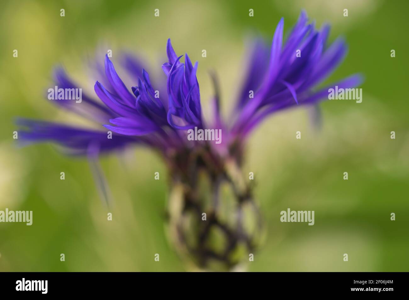 1 centaurea cyanus hi-res stock photography and images - Alamy