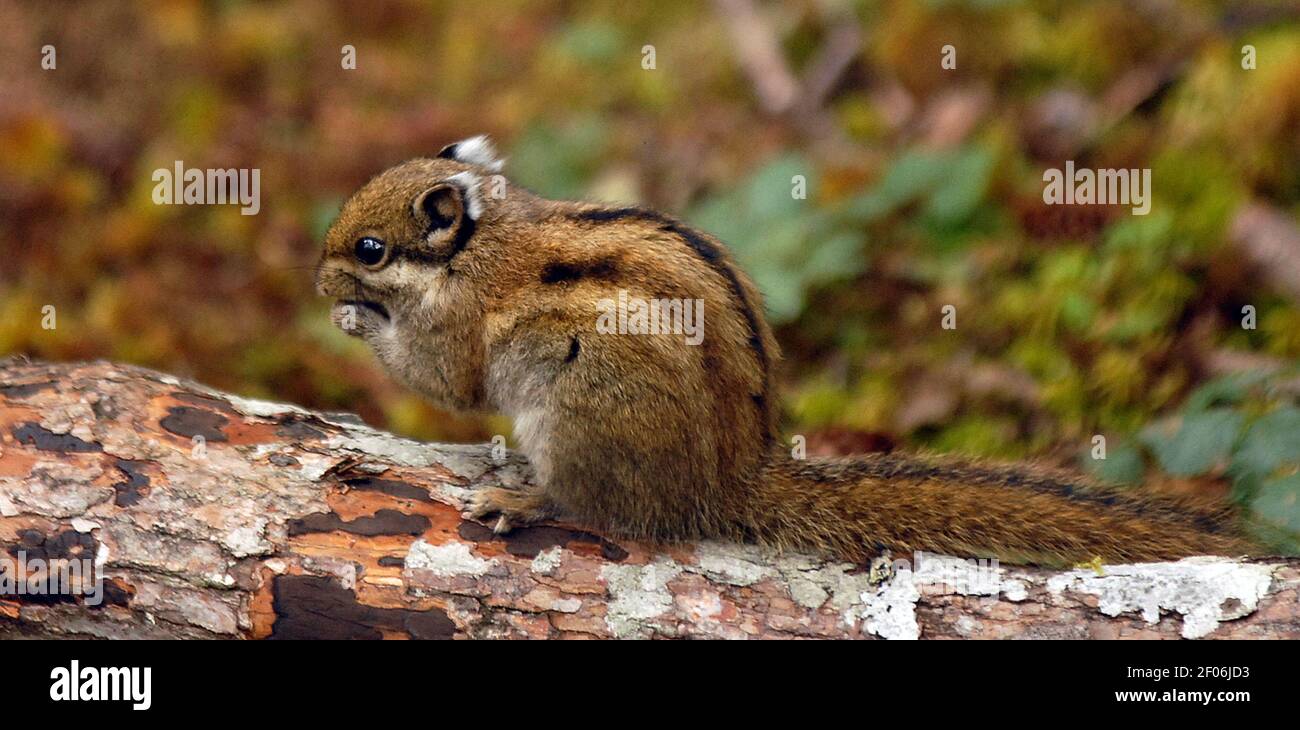 CHIPMUNK, BITAHAI LAKE,ZHONGDIAN, SHANGRI LA,YUNNAN PROVINCE, CHINA PIC ...