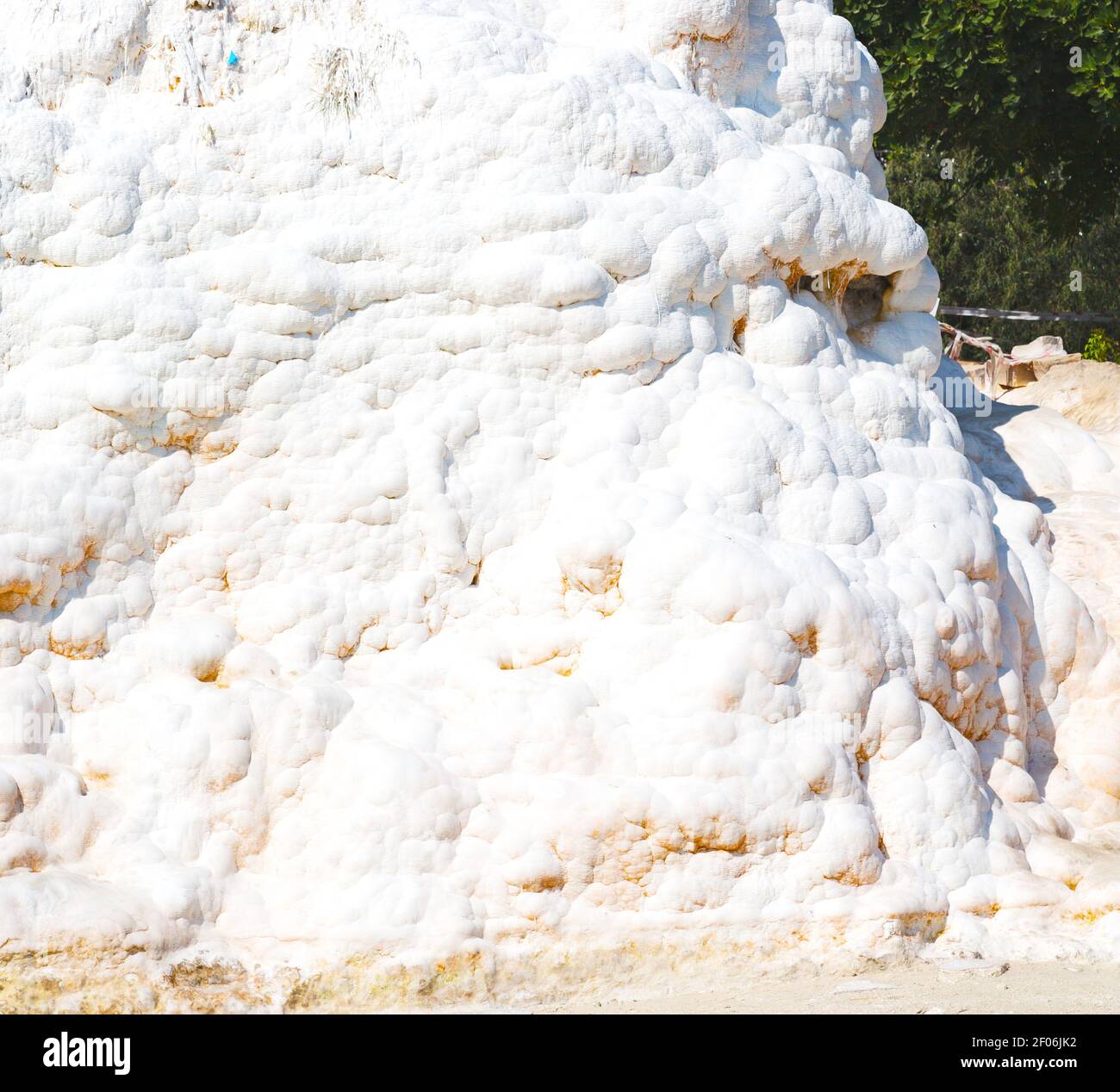 Tree unique abstract in pamukkale turkey asia the old calcium bath and ...