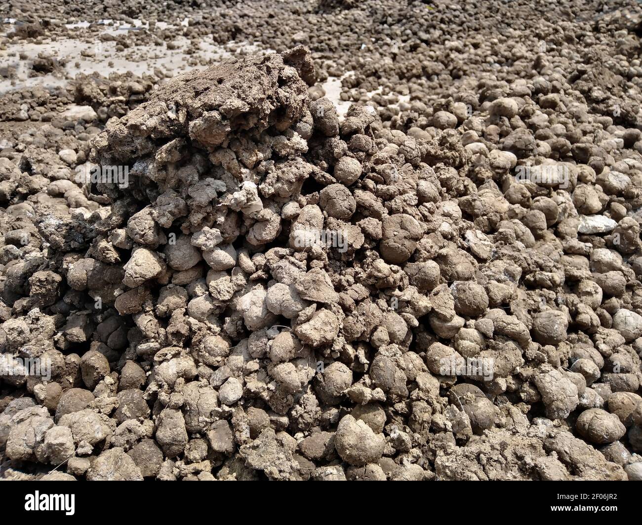 Composting pigs to fertilize plants.Dried Pig Manure Stock Photo - Alamy
