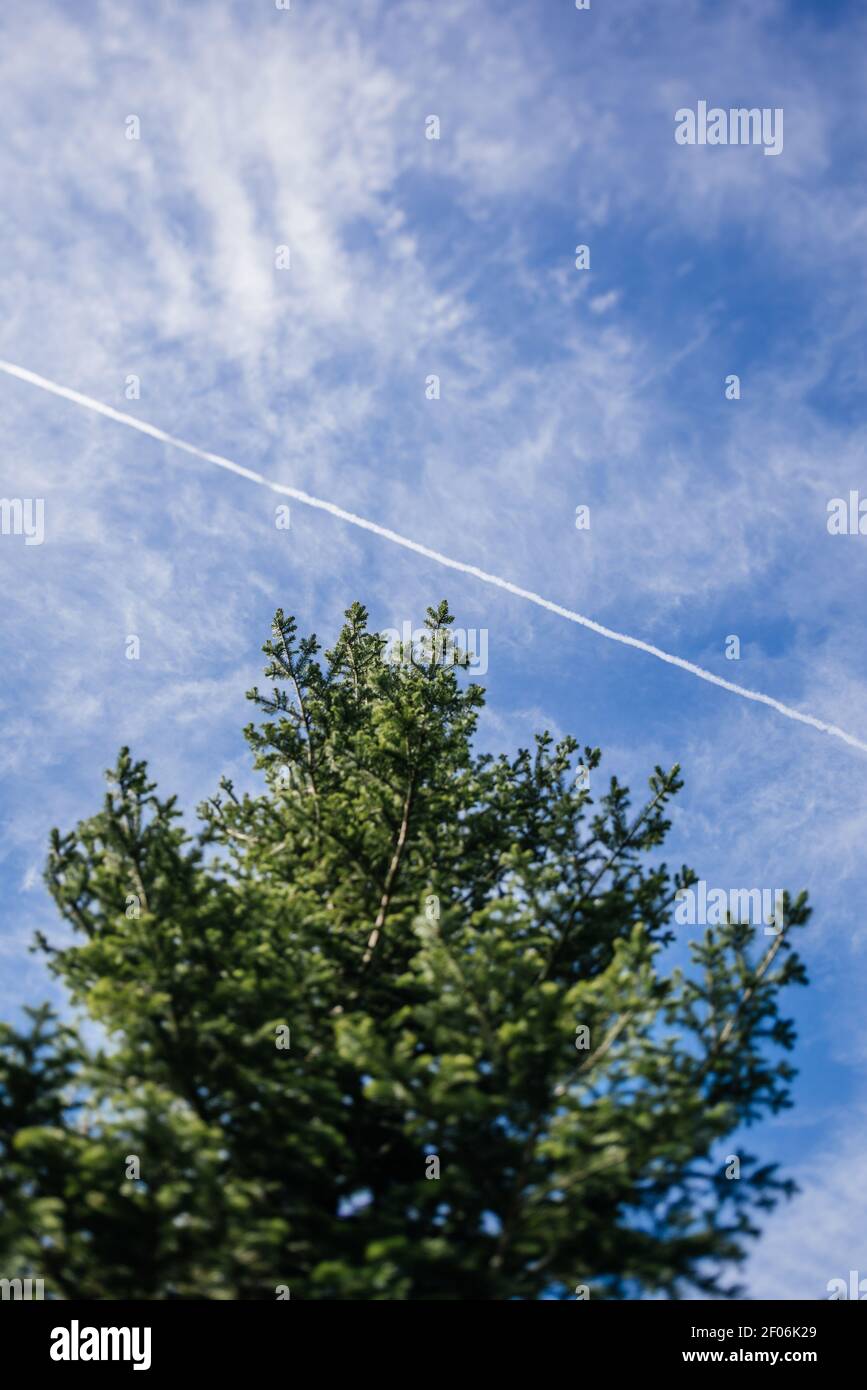 Tilt-shift view over tall fir tree and blue sky with some scattered ...