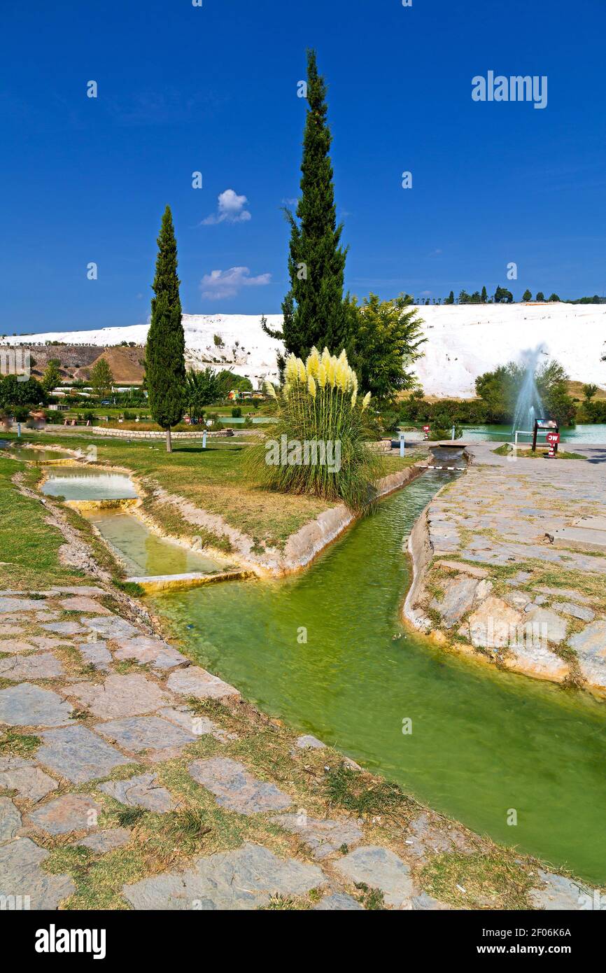Tree unique asia the old water Stock Photo - Alamy
