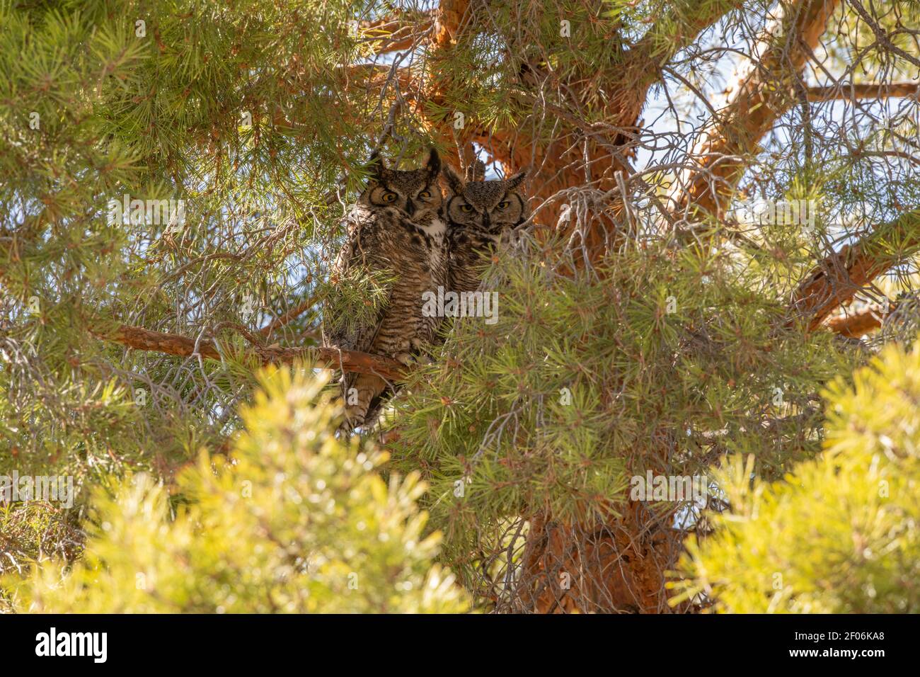 Great horned owl pair in pine tree Stock Photo - Alamy