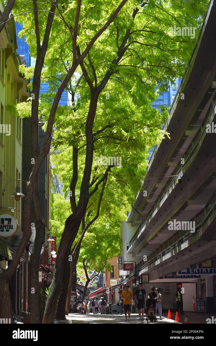 Narrow street in city centre limited to pedestrian use with tall trees ...