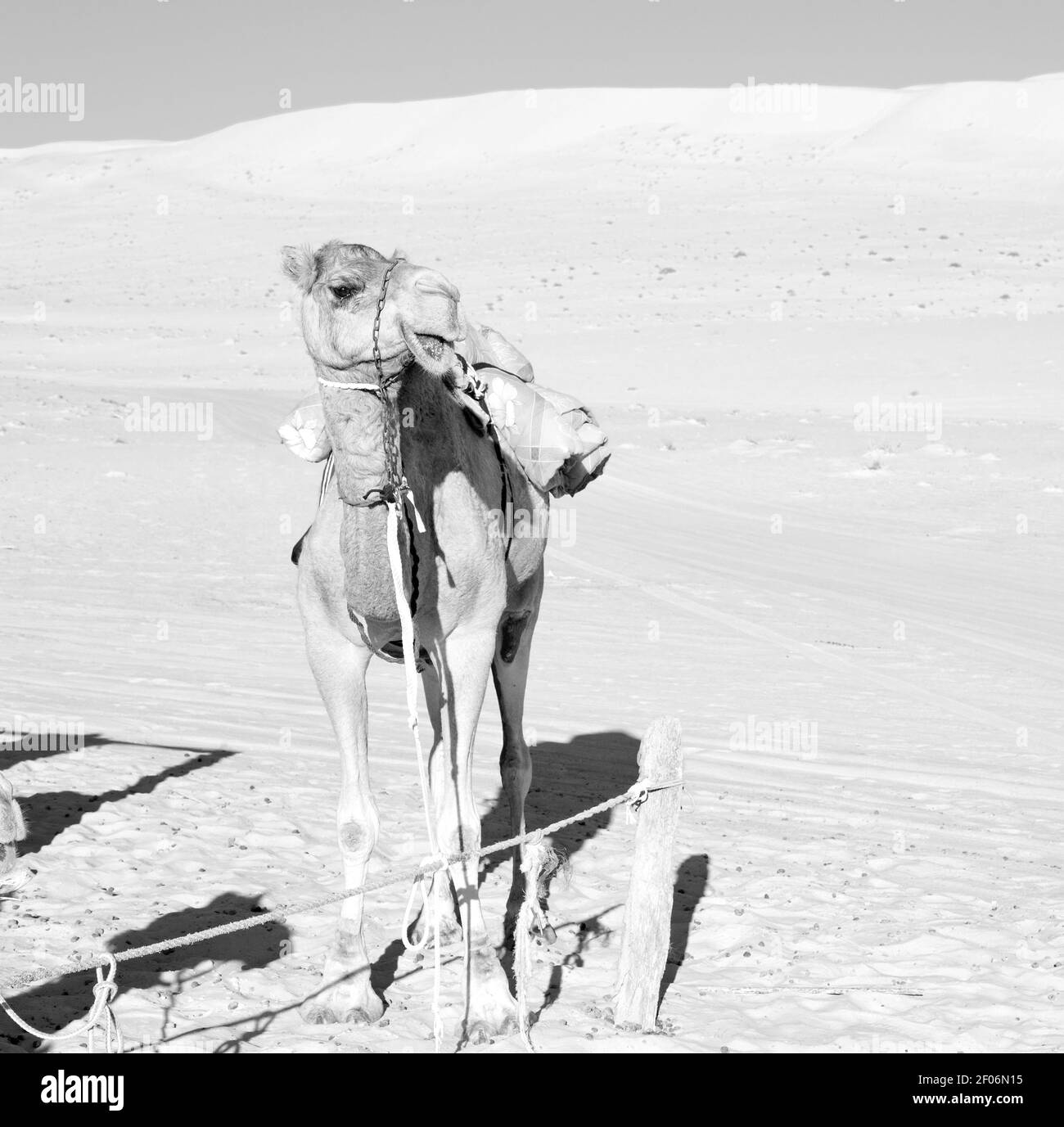 Camel brown eyes Black and White Stock Photos & Images - Alamy