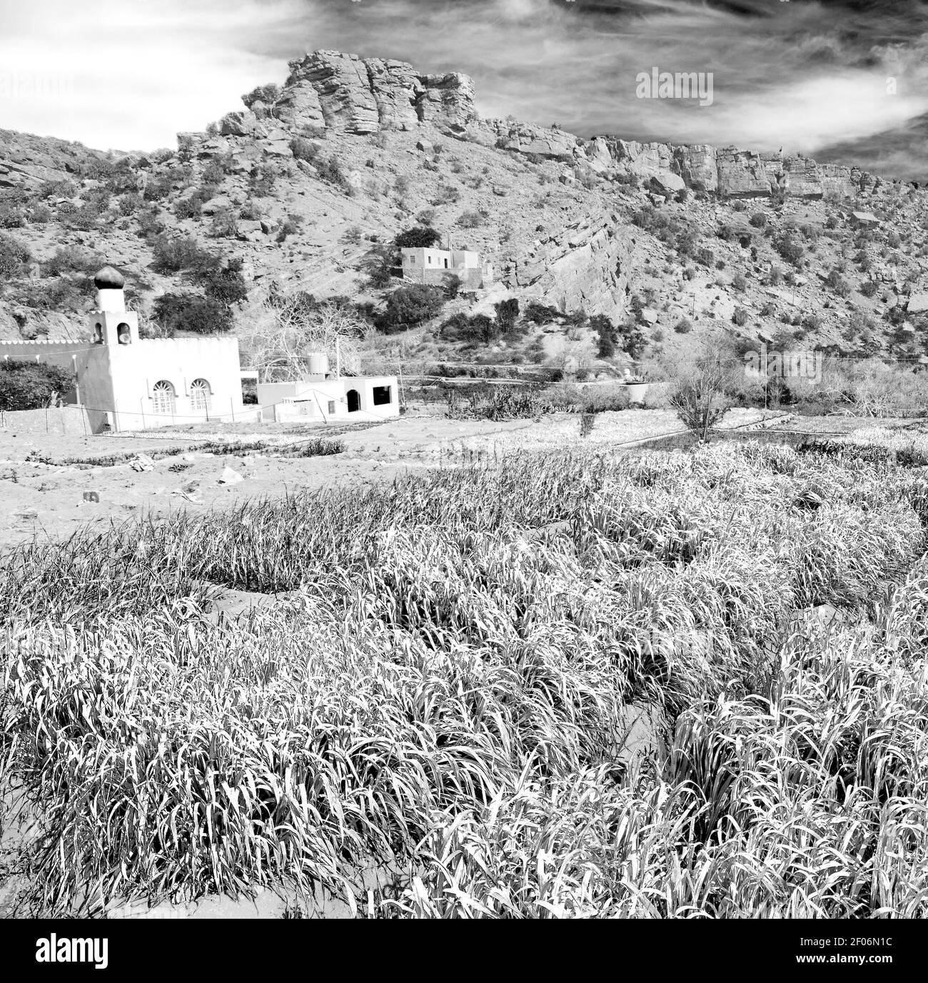 In oman the cultivation of rice plant nature and color hill Stock Photo ...