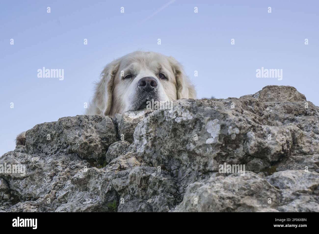 Retriever rescue hi-res stock photography and images - Alamy