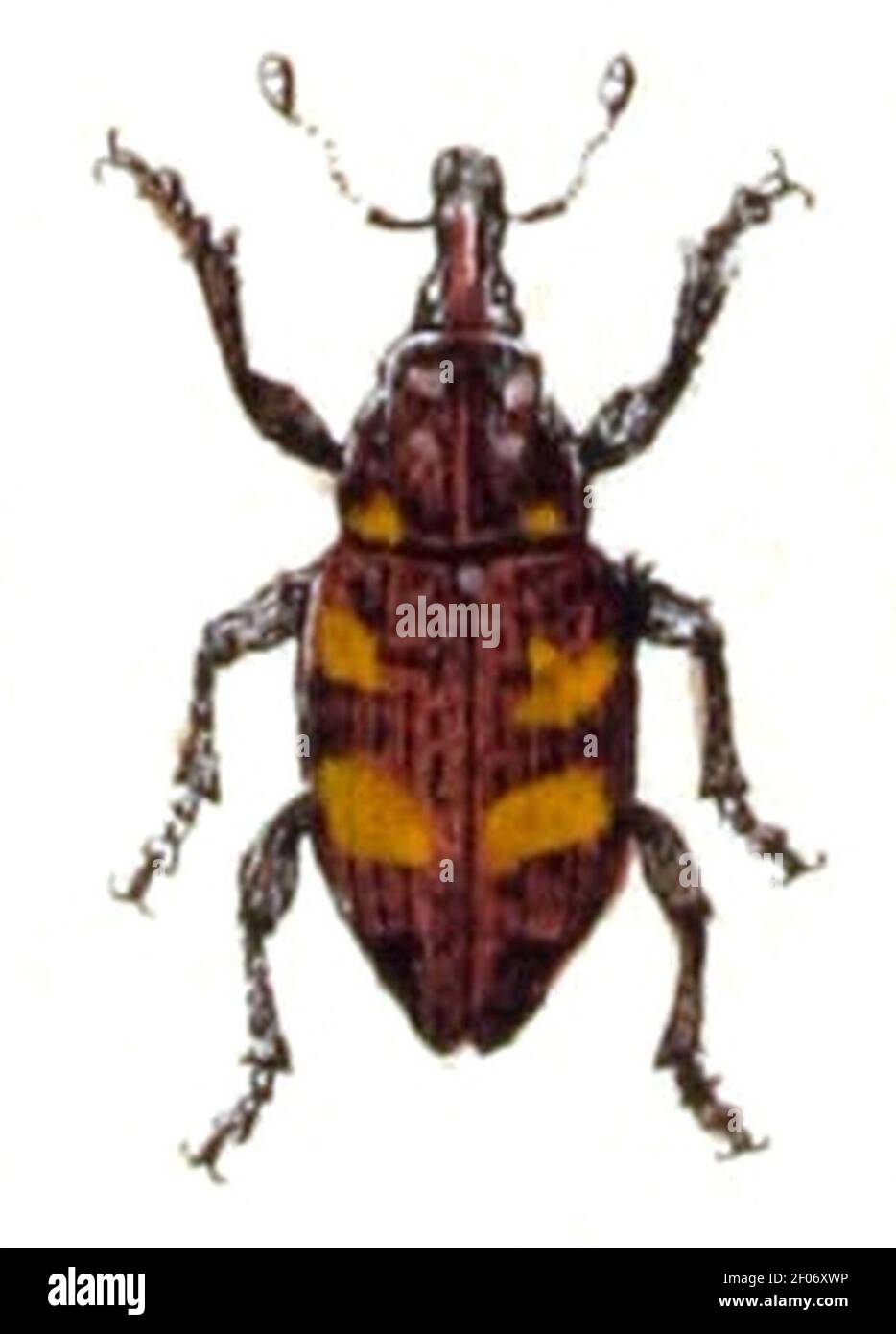 Pissodes hi-res stock photography and images - Alamy