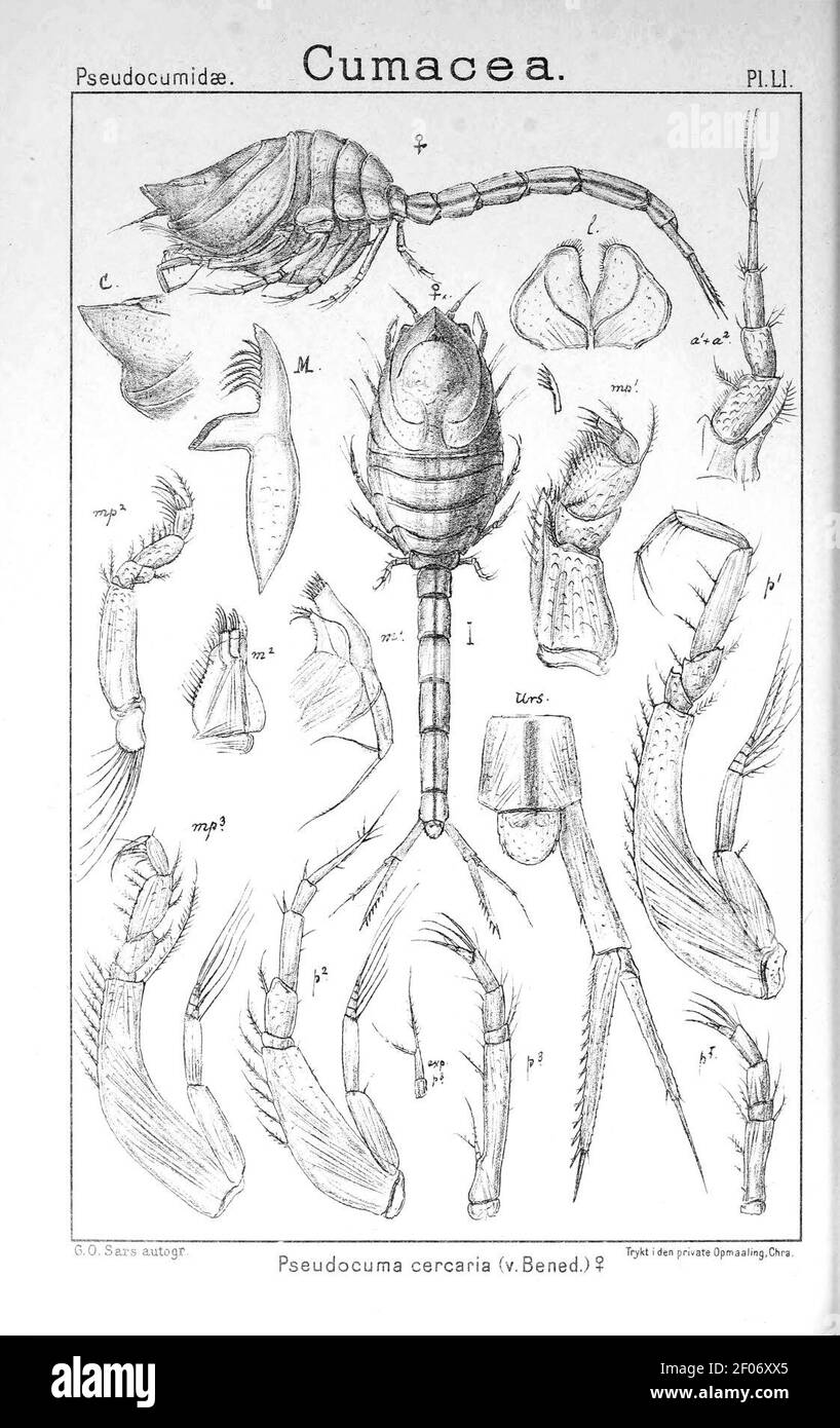 Cercaria hi-res stock photography and images - Alamy