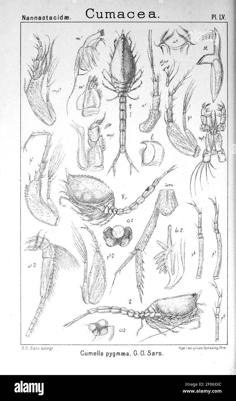 Cumella hi-res stock photography and images - Alamy