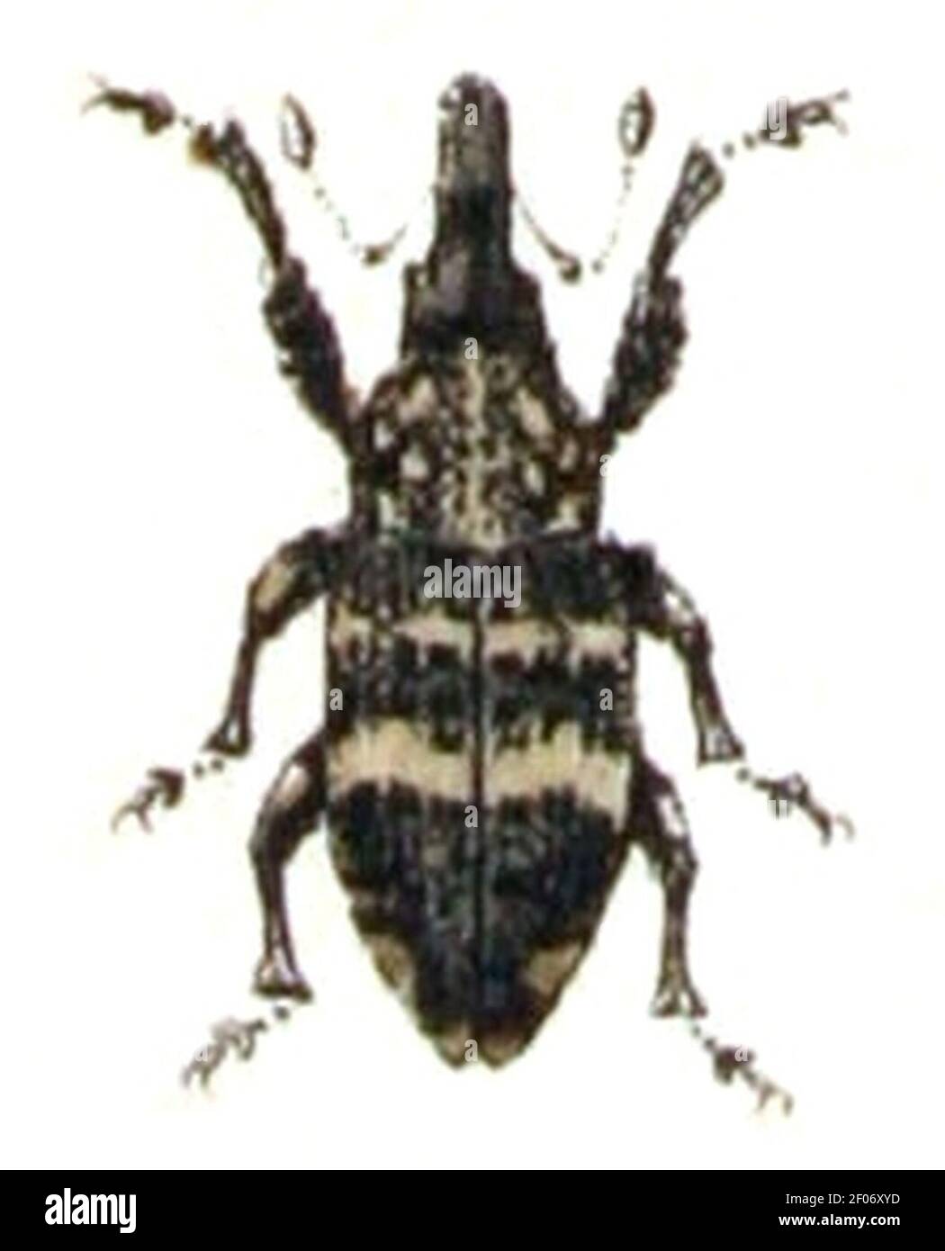 Pissodes hi-res stock photography and images - Alamy