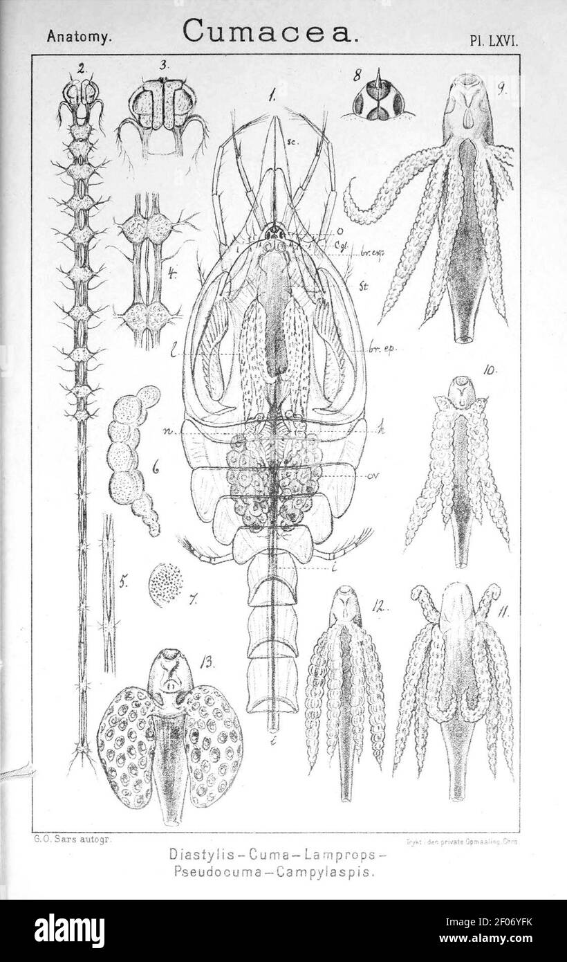 Diastylis hi-res stock photography and images - Alamy