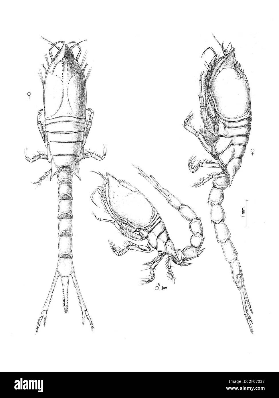 Rathkei hi-res stock photography and images - Alamy