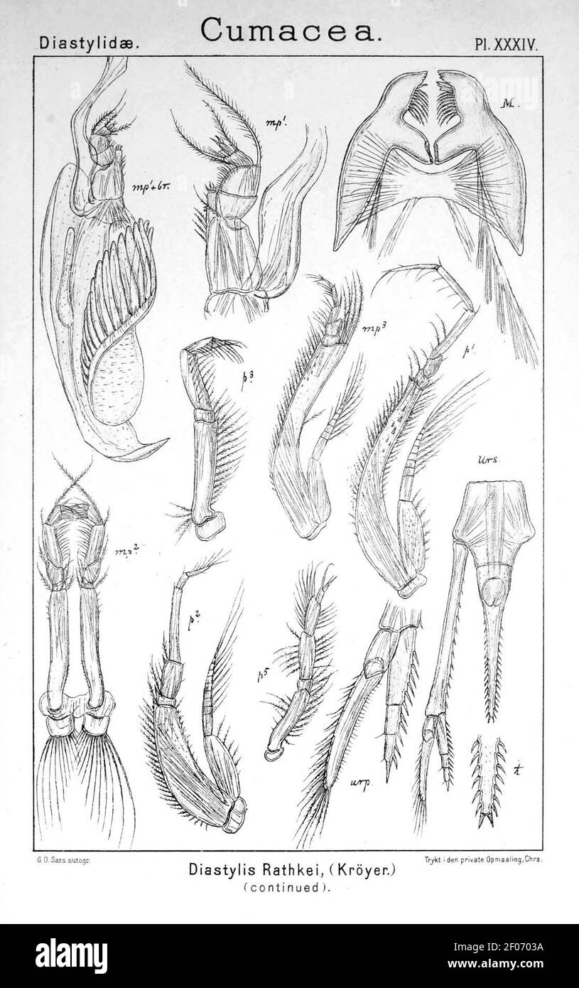 Rathkei hi-res stock photography and images - Alamy