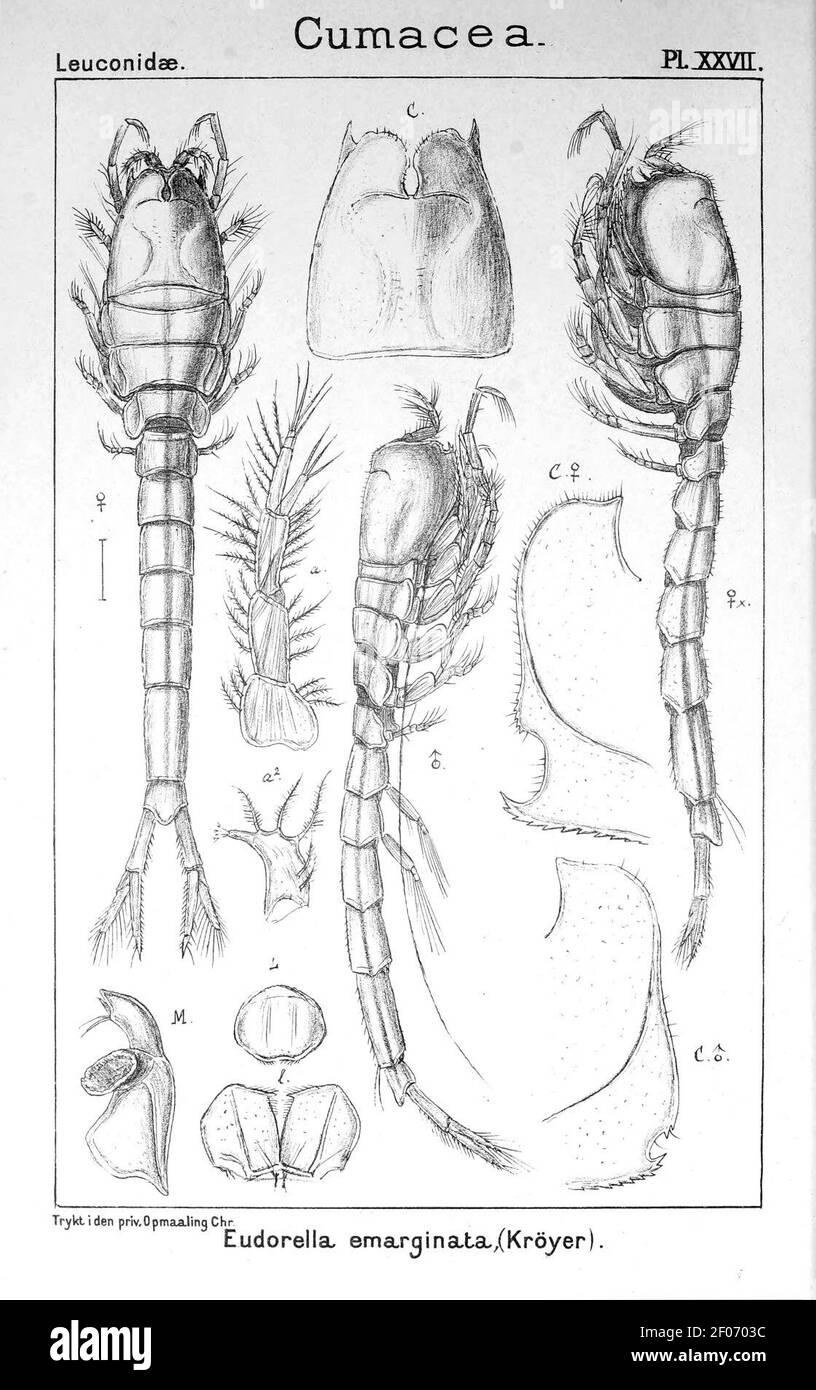 Emarginata Black and White Stock Photos & Images - Alamy