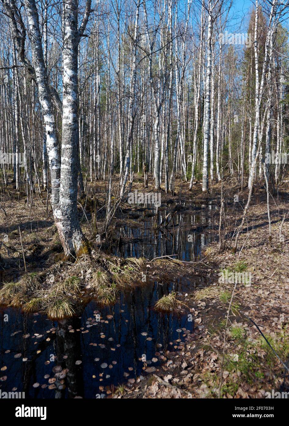 Russian forest hi-res stock photography and images - Alamy