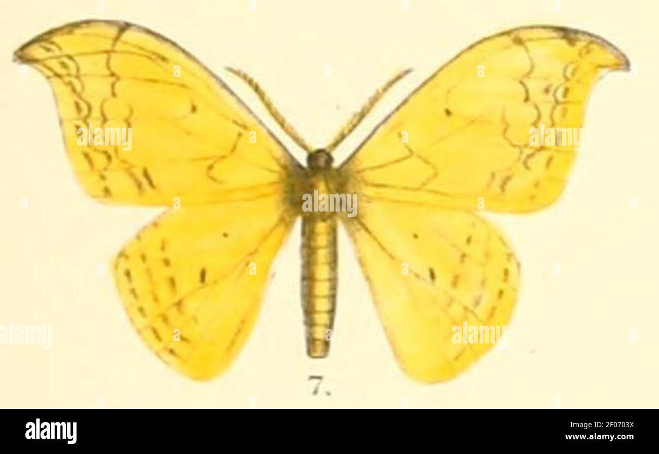 Drepana hi-res stock photography and images - Alamy