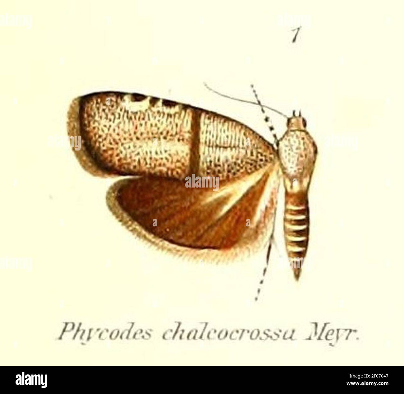 Phycodes hi-res stock photography and images - Alamy