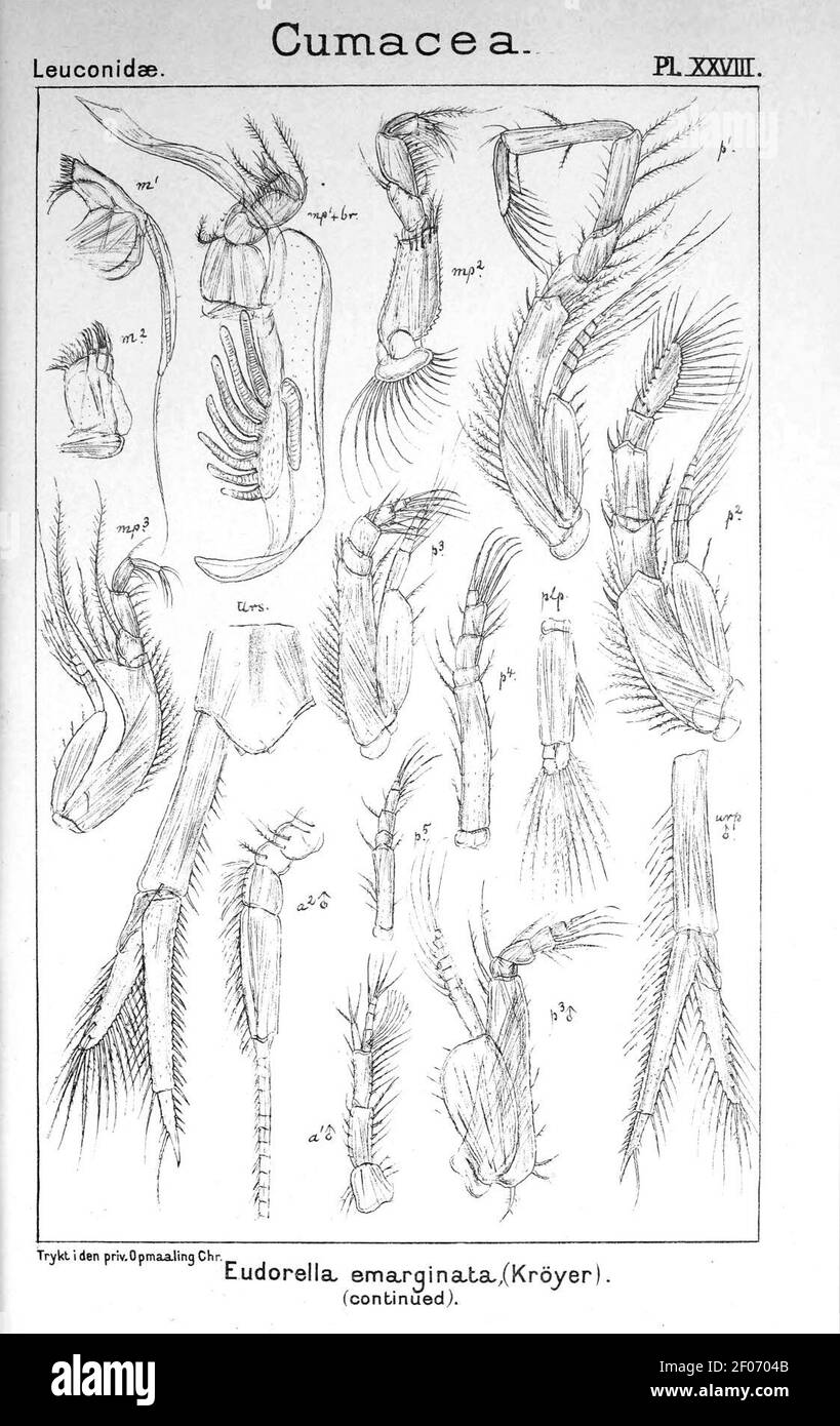 Emarginata Black and White Stock Photos & Images - Alamy