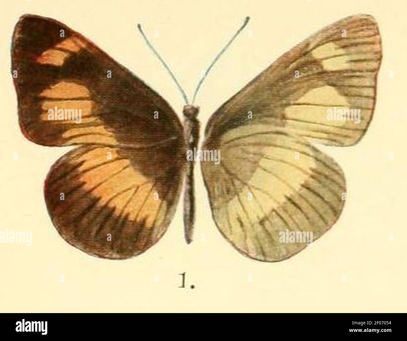 Karsch hi-res stock photography and images - Alamy