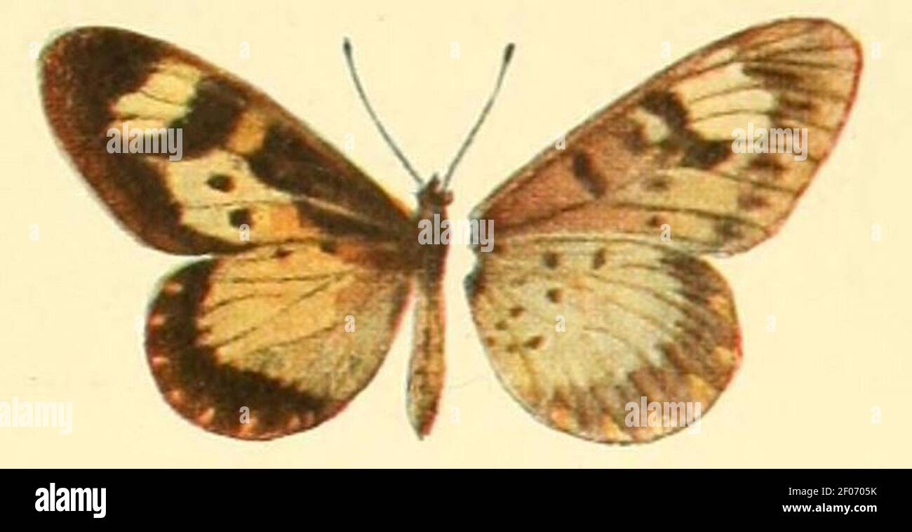 Acerata hi-res stock photography and images - Alamy