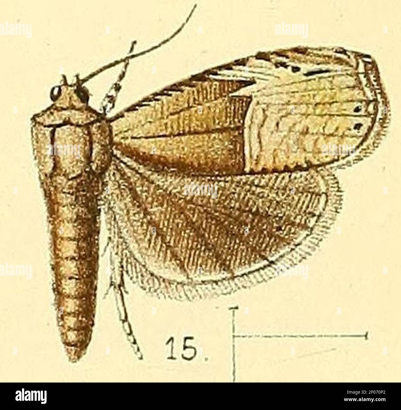 Pl.3-fig.15-Dichrorampha excisa Walsingham, 1891 Stock Photo - Alamy