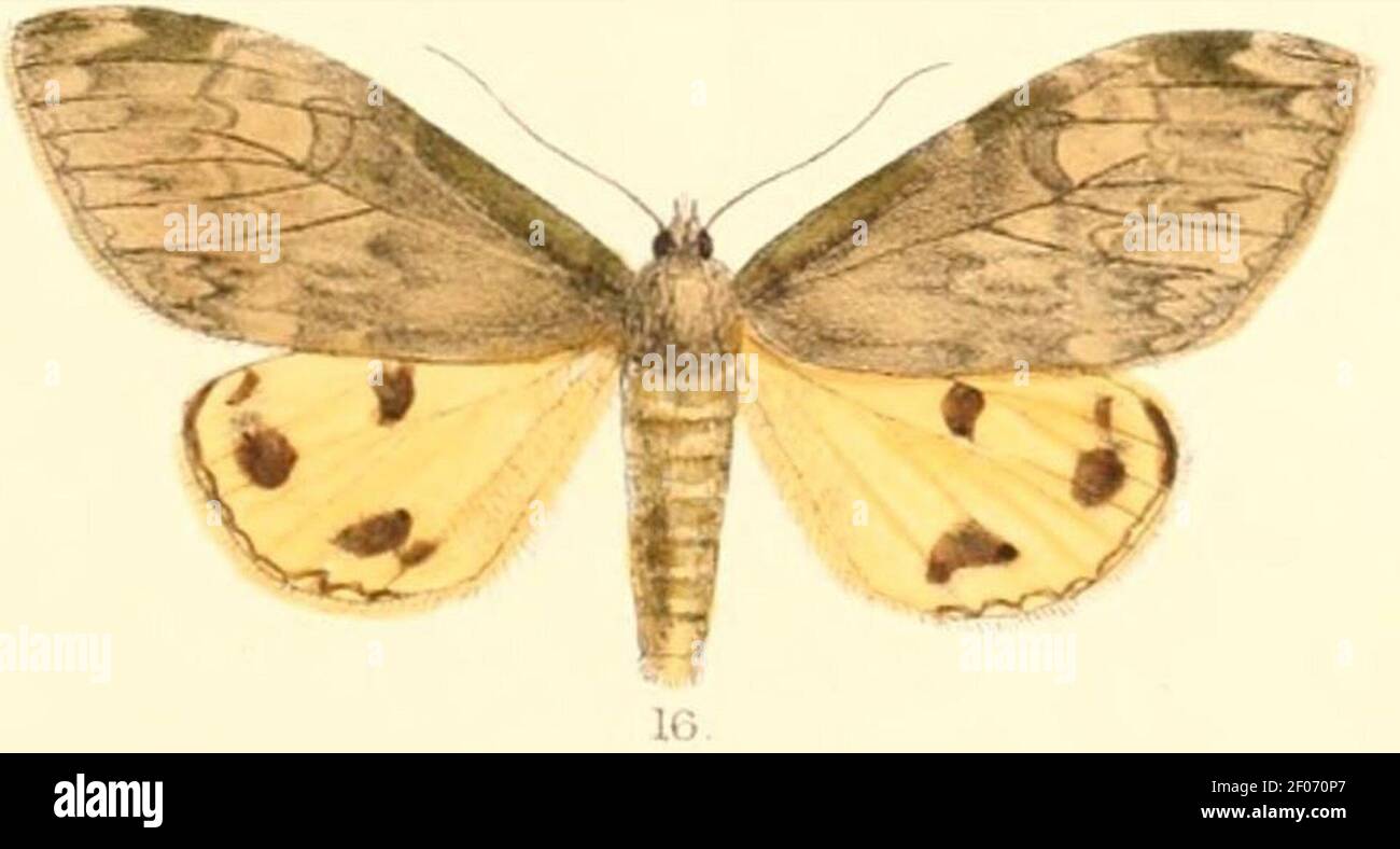 Pl.03-16-Ilema virescens (Moore, 1879) (Cadrusia Stock Photo - Alamy