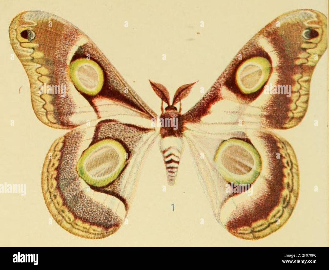 Epiphora hi-res stock photography and images - Alamy