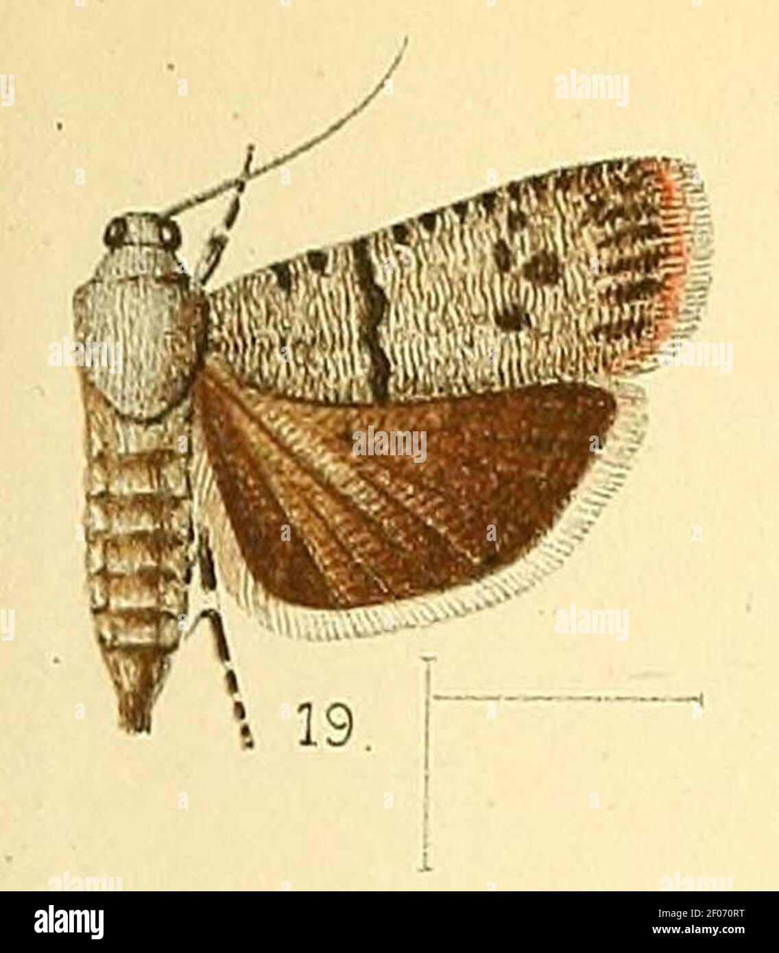 Phycodes hi-res stock photography and images - Alamy