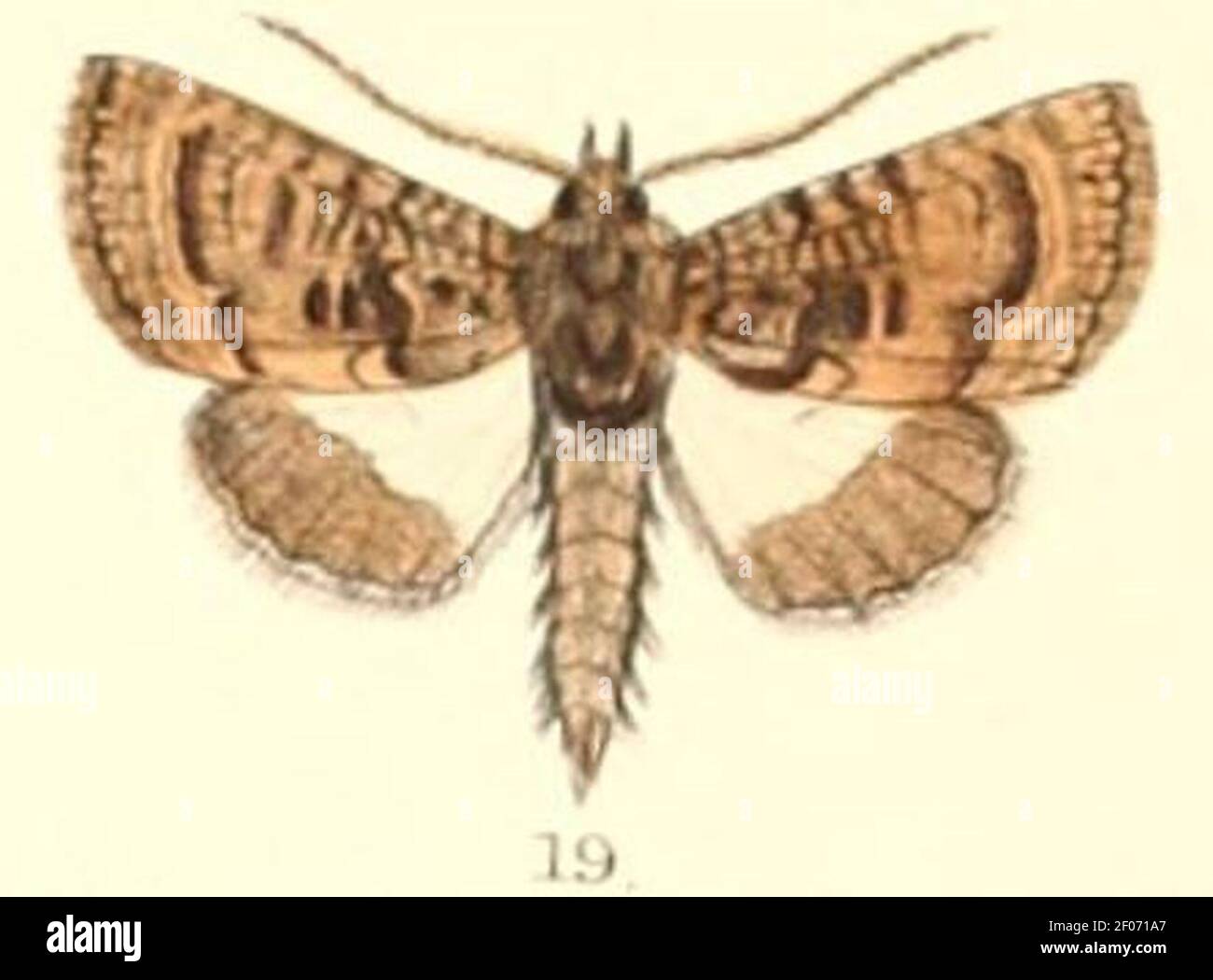 Pl.5-19-Catephia dentifera (Moore, 1882) (Zarima Stock Photo - Alamy