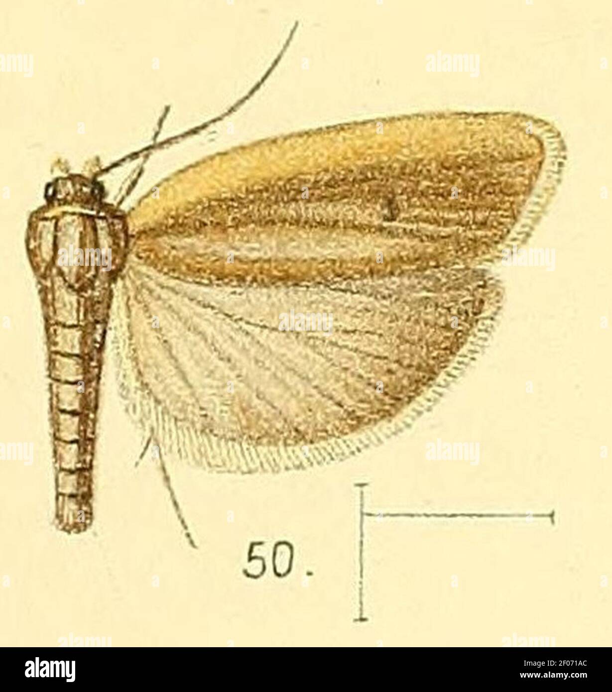 Pl.5-fig.50-Stenoma complanella (Walsingham, 1891) (Ide Stock Photo - Alamy